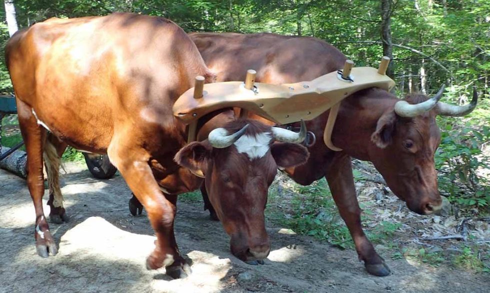 The Easy Yoke and Light Burden of Yahusha Ha'Mashiach: A Contextual ...