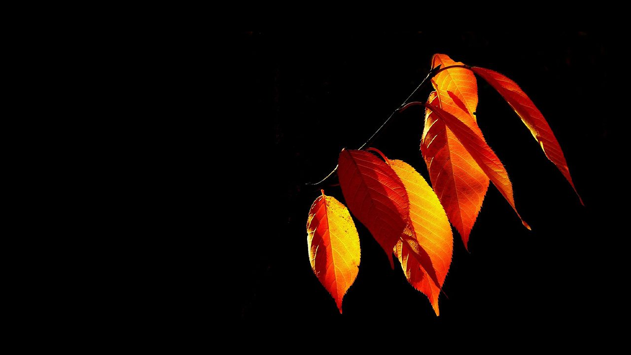 The Carousel Within The Wheel - Experiencing The Fall Feasts › The ...